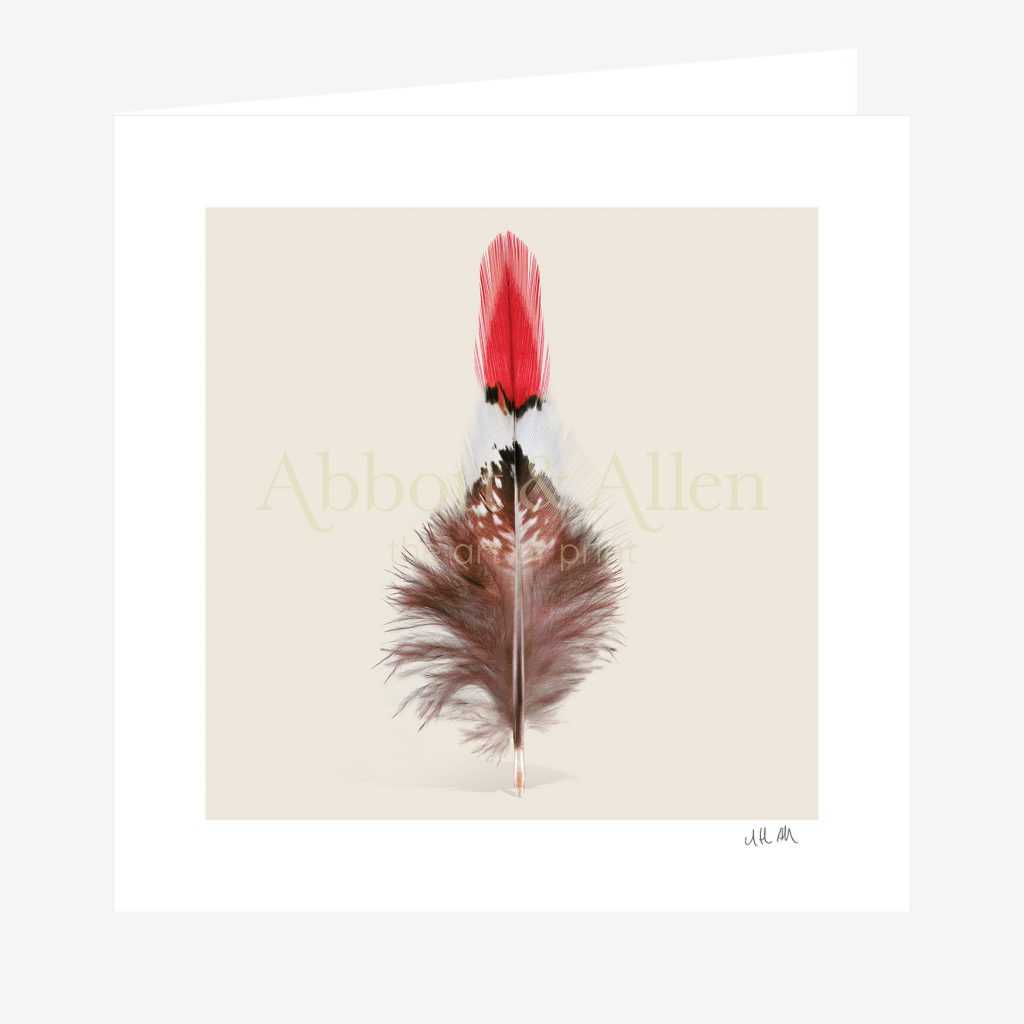 Red Copper Fire Tip Pheasant Tail Feather Greetings Card - Abbott & Allen