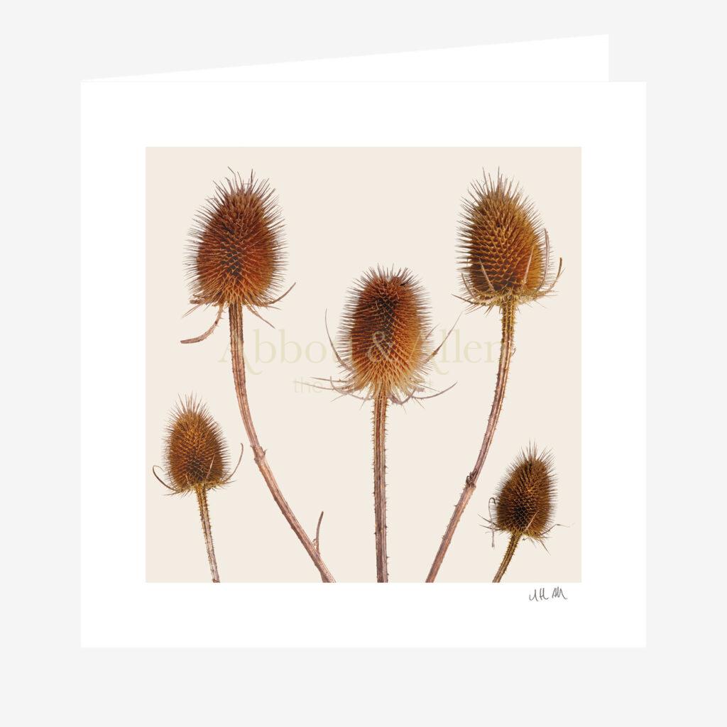 Teasels Greetings Card - Abbott & Allen