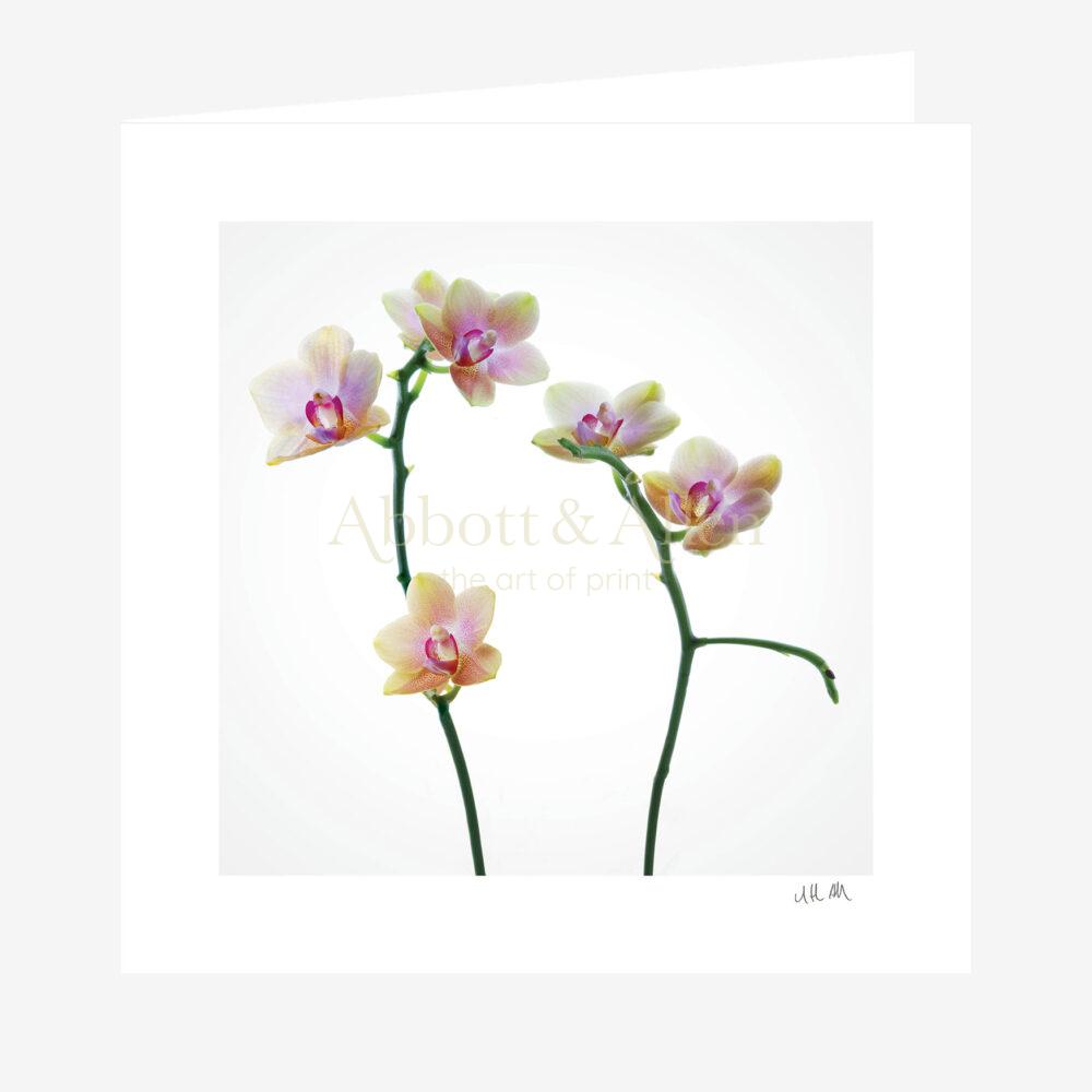 Orchid Greetings Card - Abbott & Allen