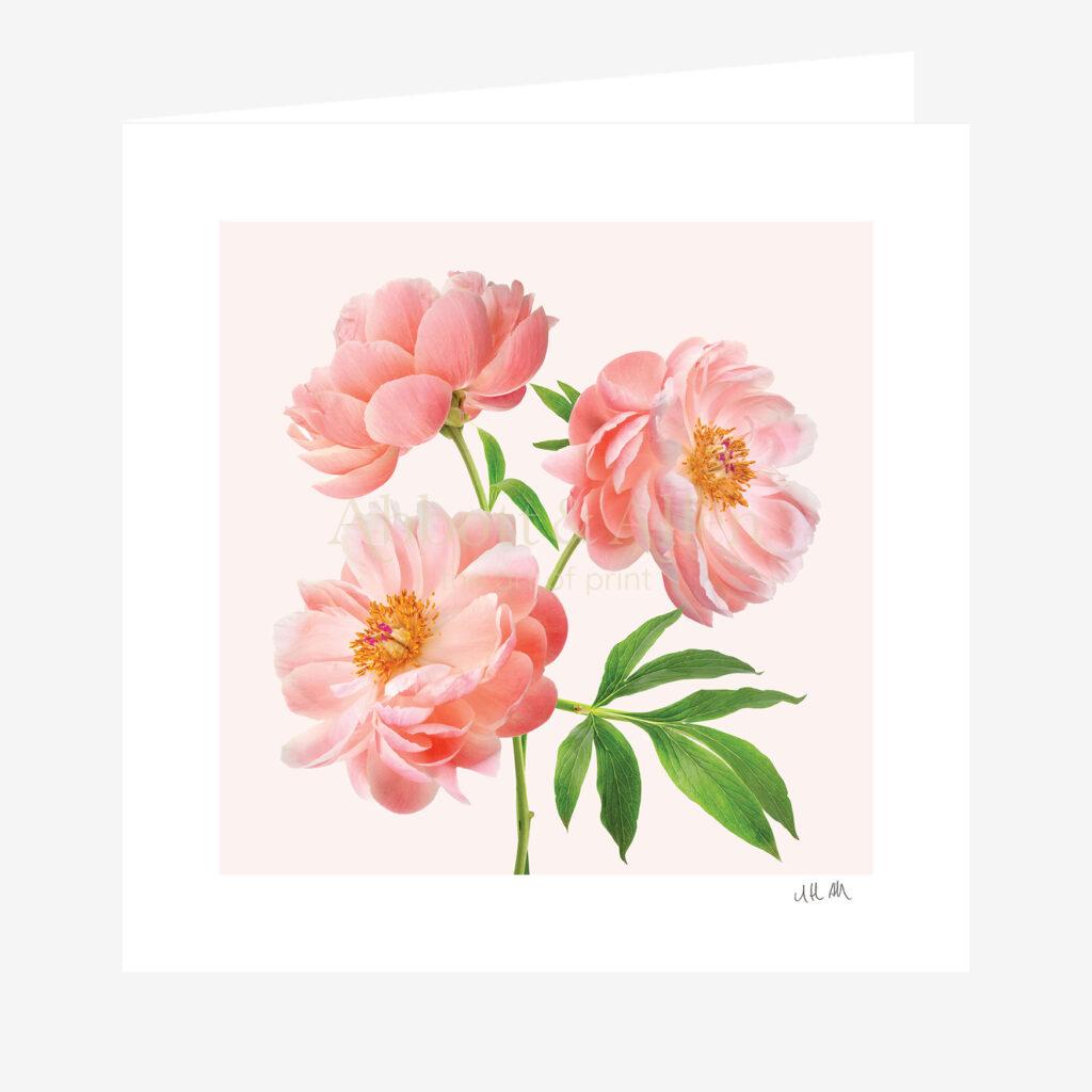 Peony Greetings Card - Abbott & Allen