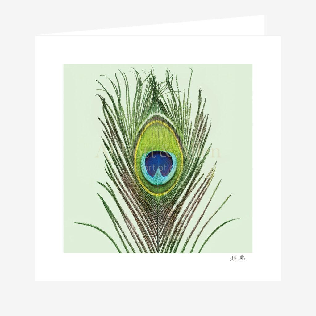 Peacock Feather Greetings Card - Abbott & Allen